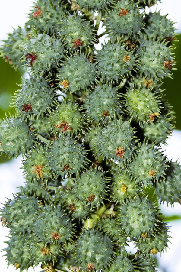 Ricino immagine stock. Immagine di veleno, seme, rotella - 46878151