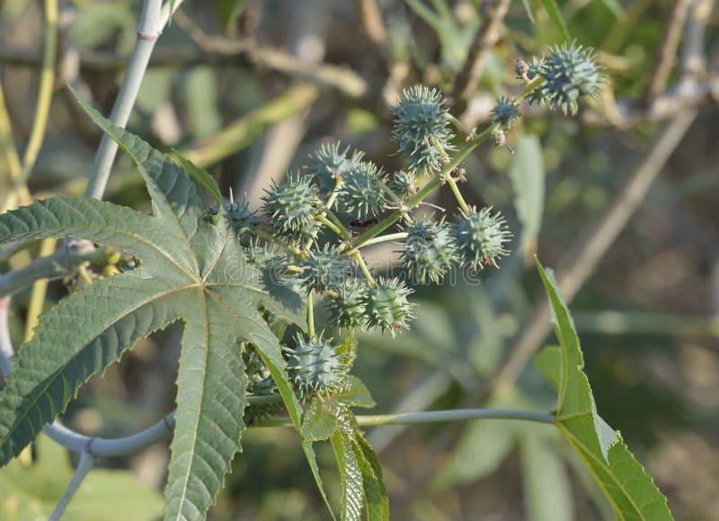 Ricino foto de archivo. Imagen de paisaje, fruta, chipre - 63541756