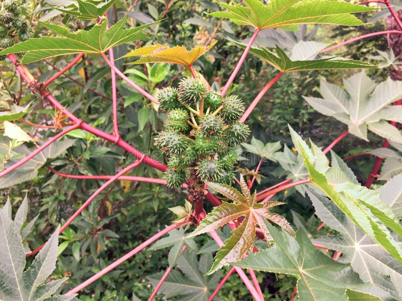 Ricino medicinal imagen de archivo. Imagen de hierbas - 104490495