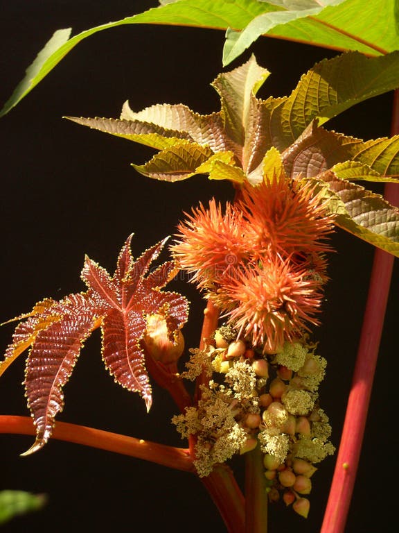 Ricinus 02 stock image. Image of communis, poison, plant - 3937331