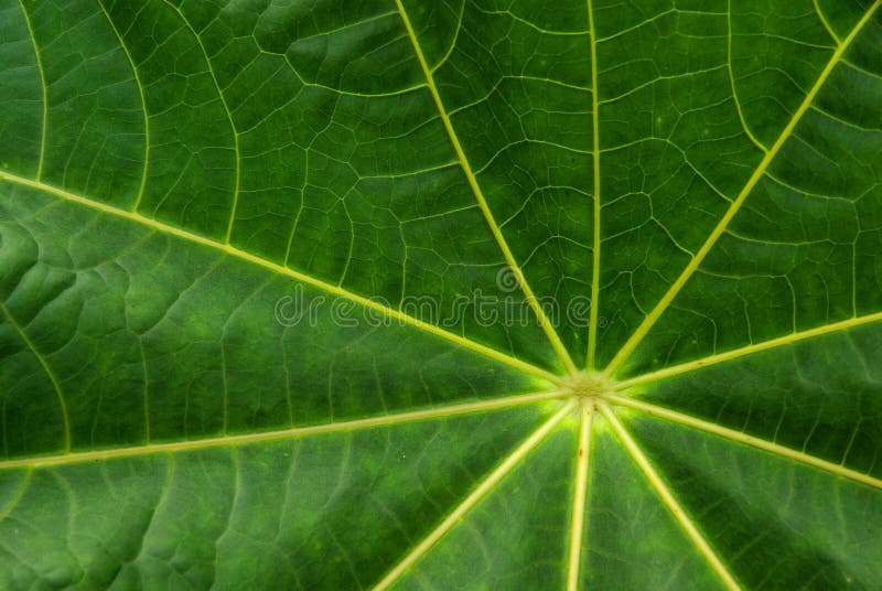 Ricinus 05 stock image. Image of colorful, ricinus, botanical - 3954899