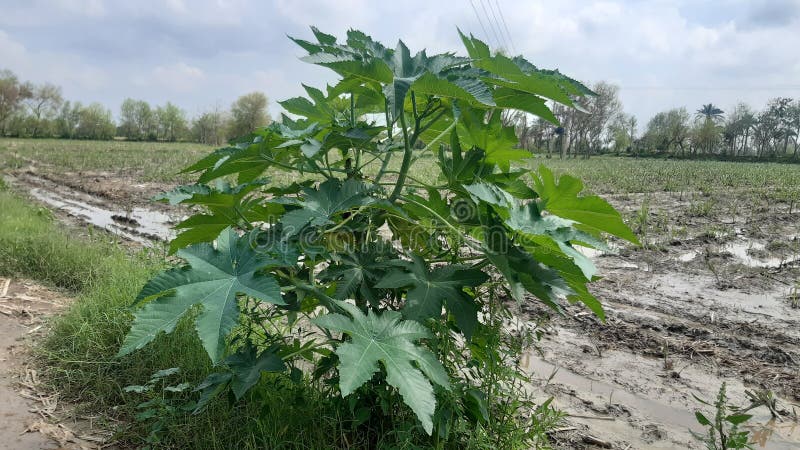 Ricinus Communis (African Wonder Tree, Castor Bean, Castor Bean ...