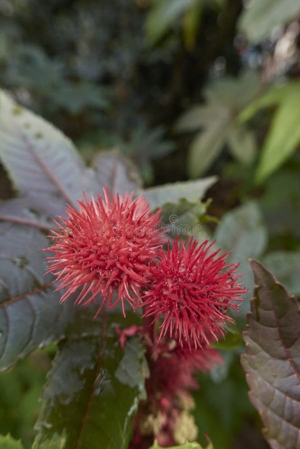 Ricinus Communis Branch Close Up Stock Image - Image of flora ...
