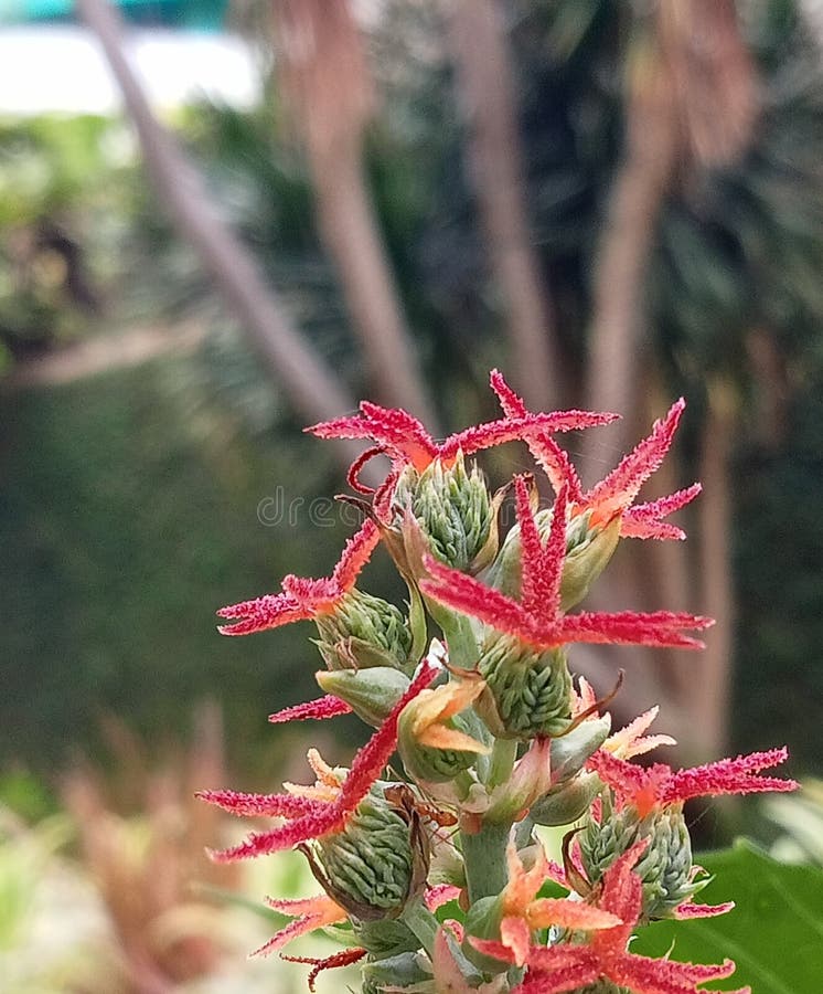 Ricinus Communis Castor Flower Seeds Stock Image - Image of nature ...