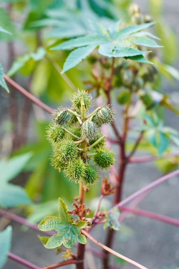 Ricinus communis. stock photo. Image of details, friendly - 59827648