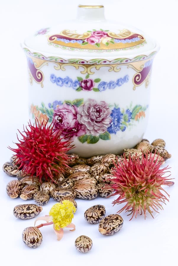 Ricinus Communis Dei Semi Di Ricino Fotografia Stock - Immagine di erbe ...