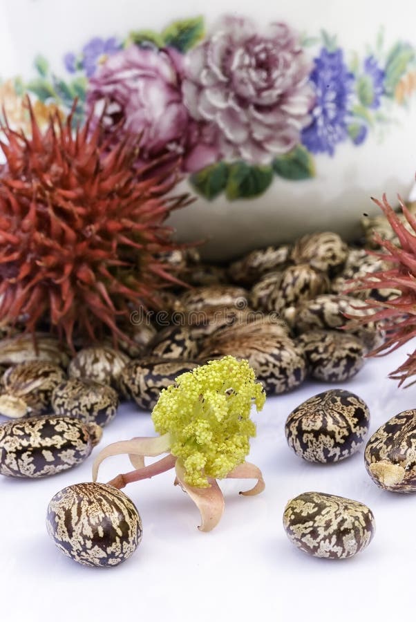 Ricinus Communis Dei Semi Di Ricino Immagine Stock - Immagine di olio ...