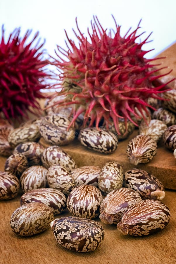 Ricinus Communis Dei Semi Di Ricino Immagine Stock - Immagine di ...