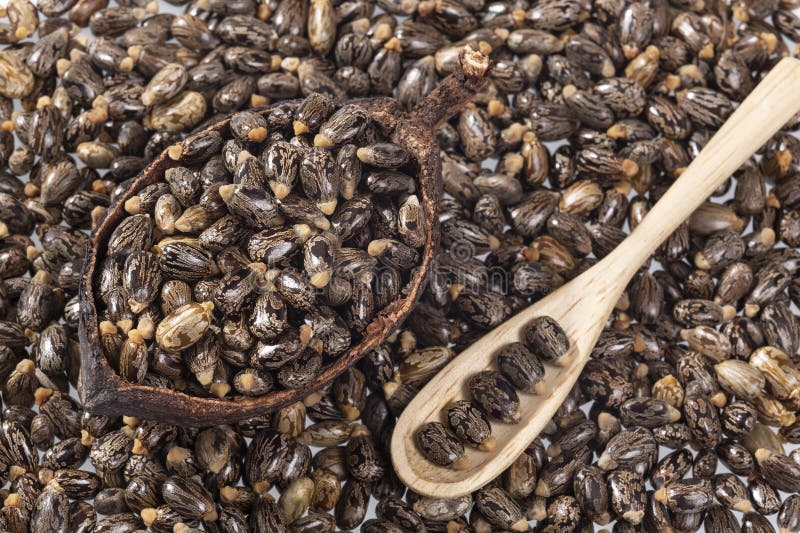 Ricinus Communis - Dried Seeds of the Fruit of the Castor Bean Plant ...