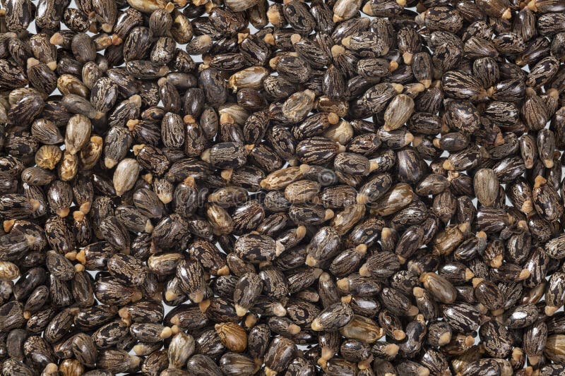 Ricinus Communis â€“ Dried Seeds of the Fruit of the Castor Bean Plant ...