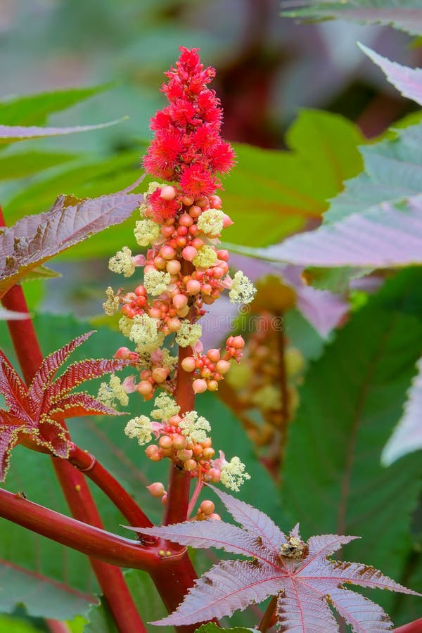 Ricinus communis flower stock photo. Image of communis - 254656090