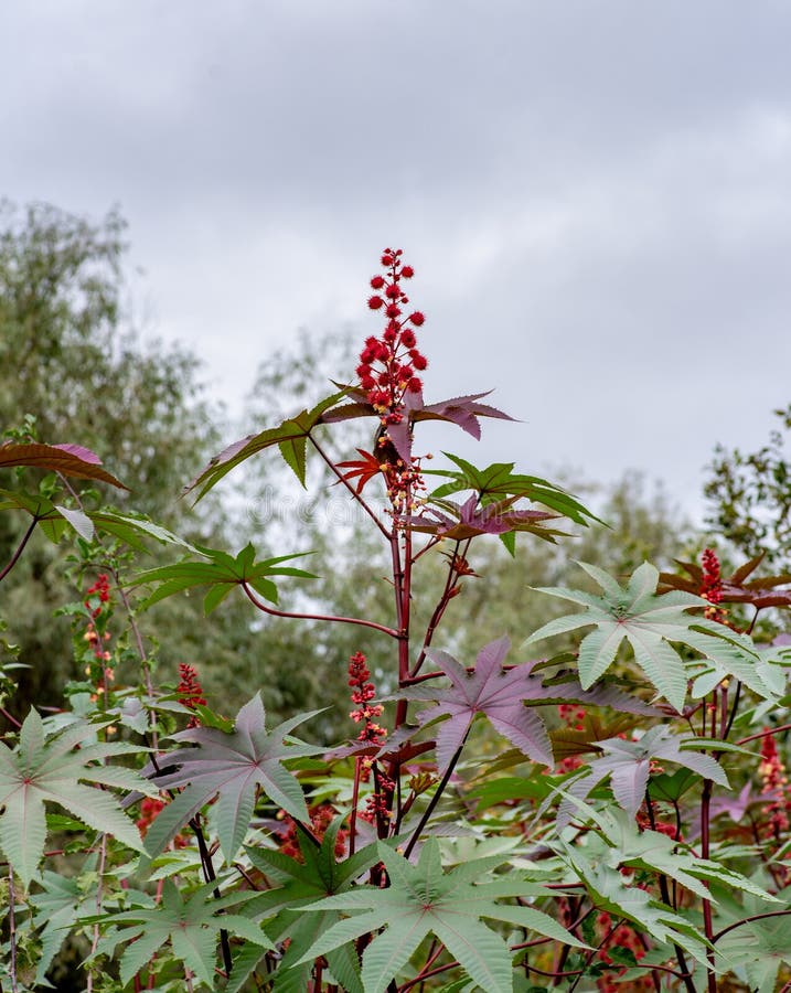 Ricinus Communis, Le Ricin Ou Le Ricin Photo stock - Image du décoratif ...