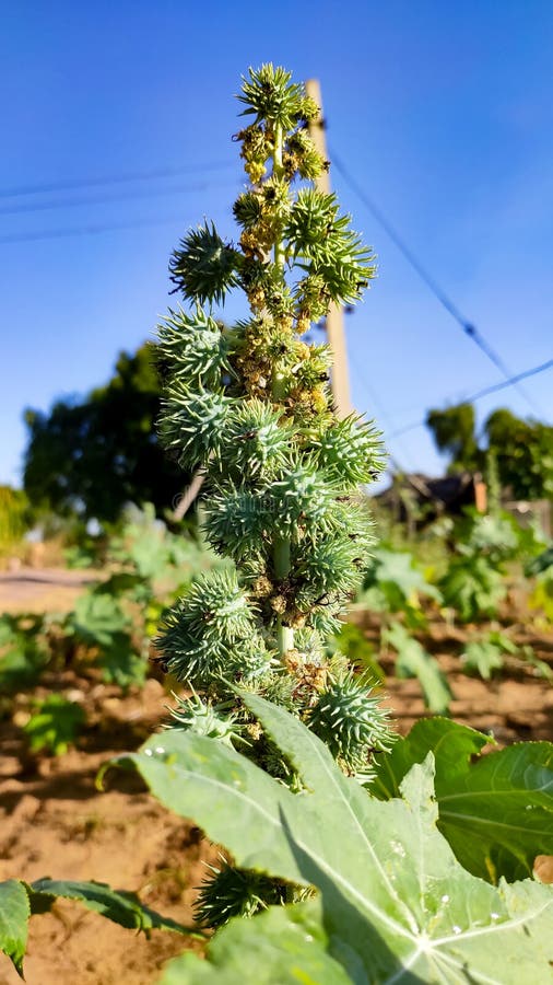Ricinus Communis Plant, Close Up View, Arandee (Castor) Crop Plant ...