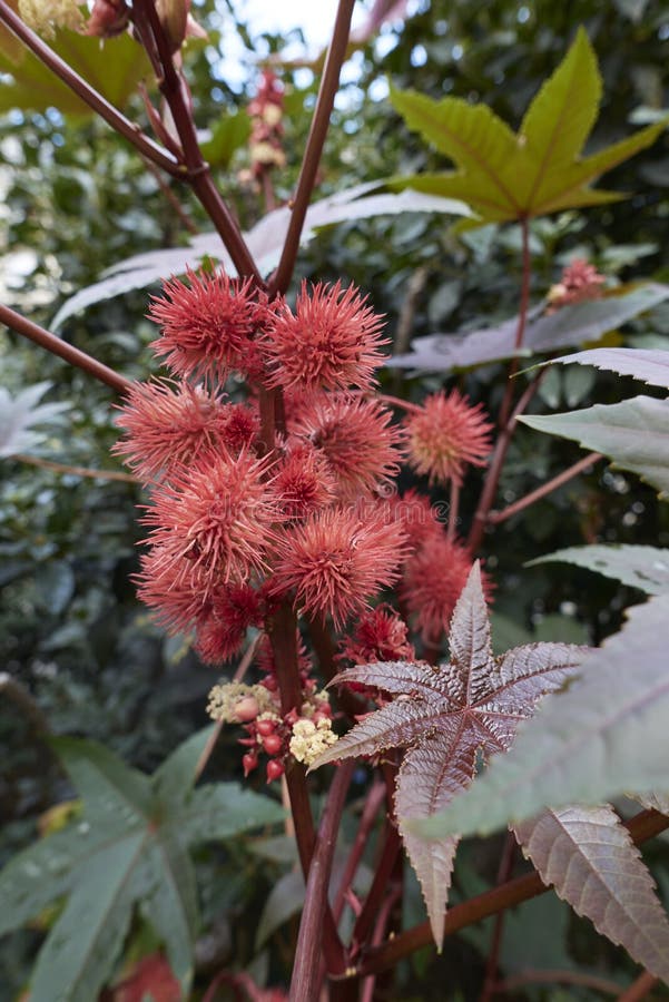 Ricinus Communis Branch Close Up Stock Image - Image of garden ...