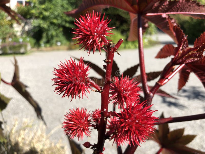 Ricinus Communis, Die Rizinuspflanze Oder Der Rizinus Stockfoto - Bild ...