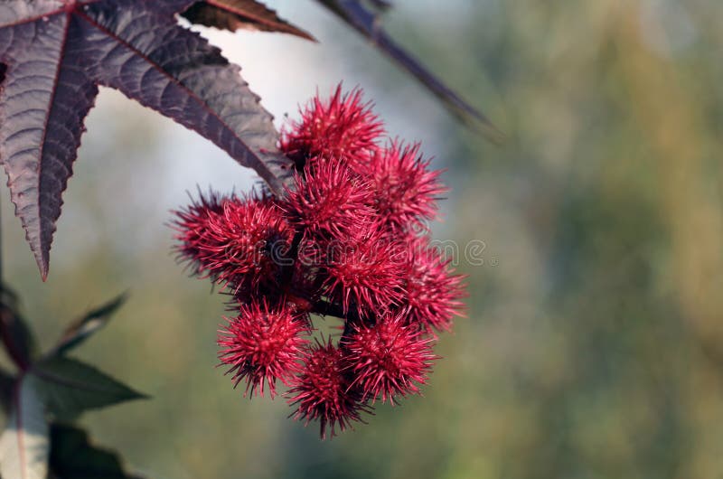 Wonder tree stock image. Image of island, beach, autumn - 67104361
