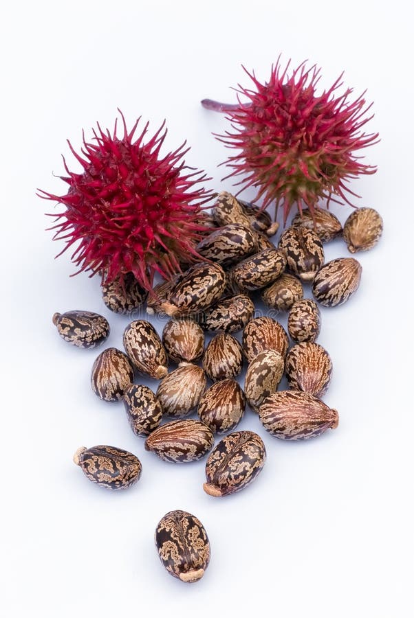Ricinus De Las Semillas De Ricino Communis Foto de archivo - Imagen de ...