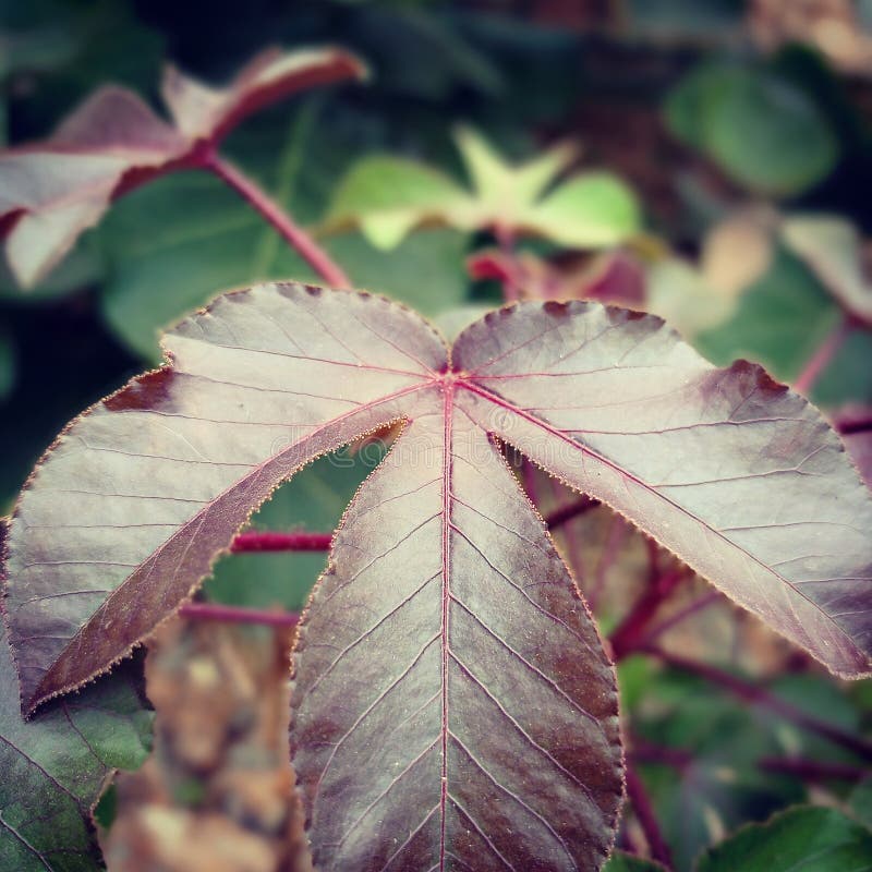 Ricinus plant leaf . stock photo. Image of plant, ricinus - 225747466