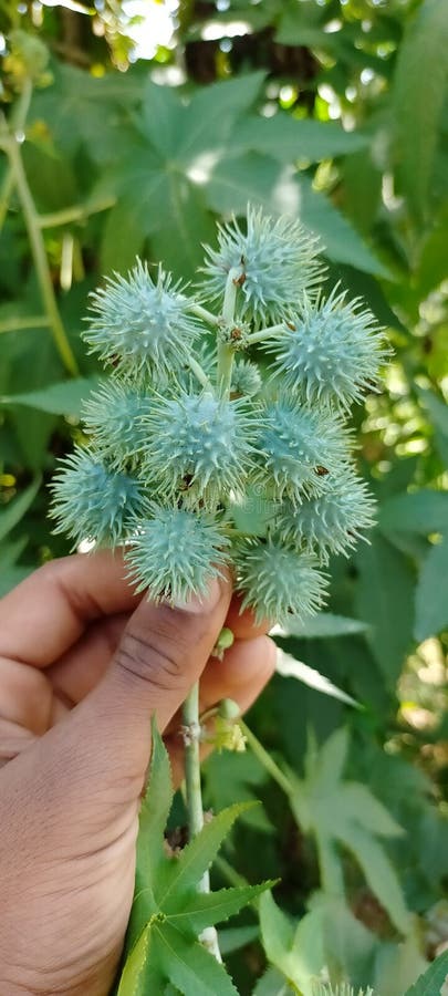 Ricinus plants stock photo. Image of outdoor, plants - 179843414