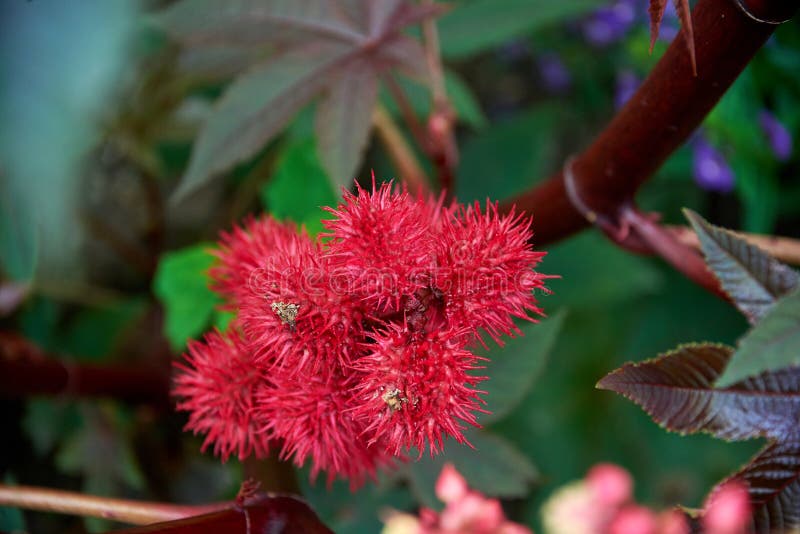 Close-up of Ricinus Communis the Castorbean or Castor-oil-plant Stock ...