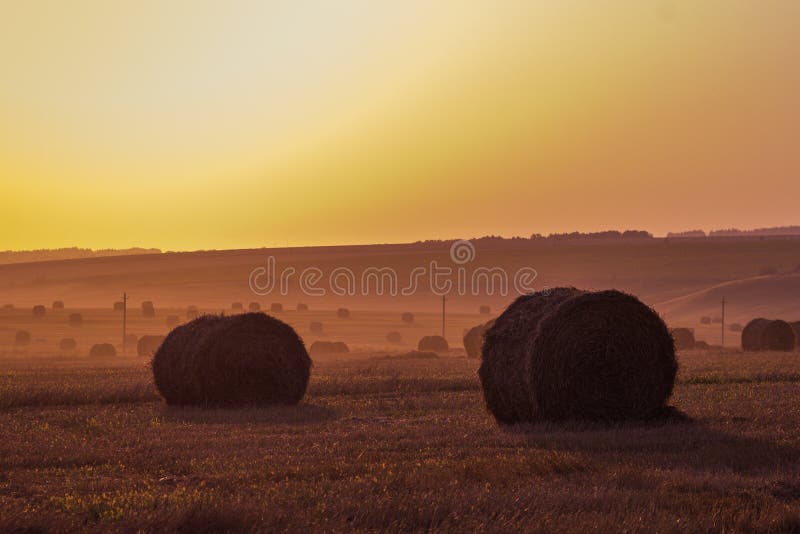 Rick Field in Golden Sunset Light Stock Photo - Image of color, nature ...