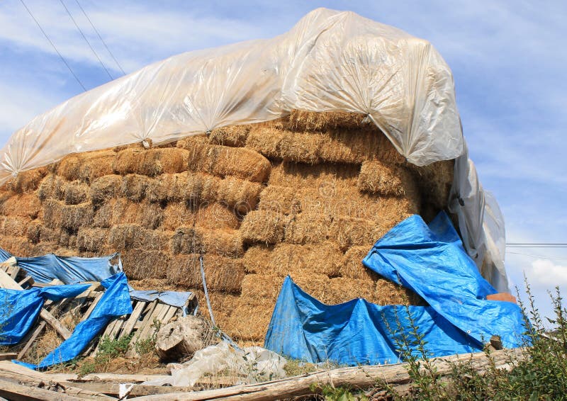 Rick Straw for Feeding Livestock Stock Photo - Image of straw, village ...