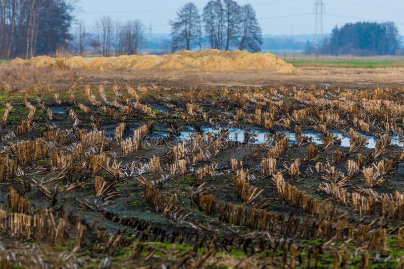 A Rickety Corn Field with Puddles of Water on the Field Stock Photo ...
