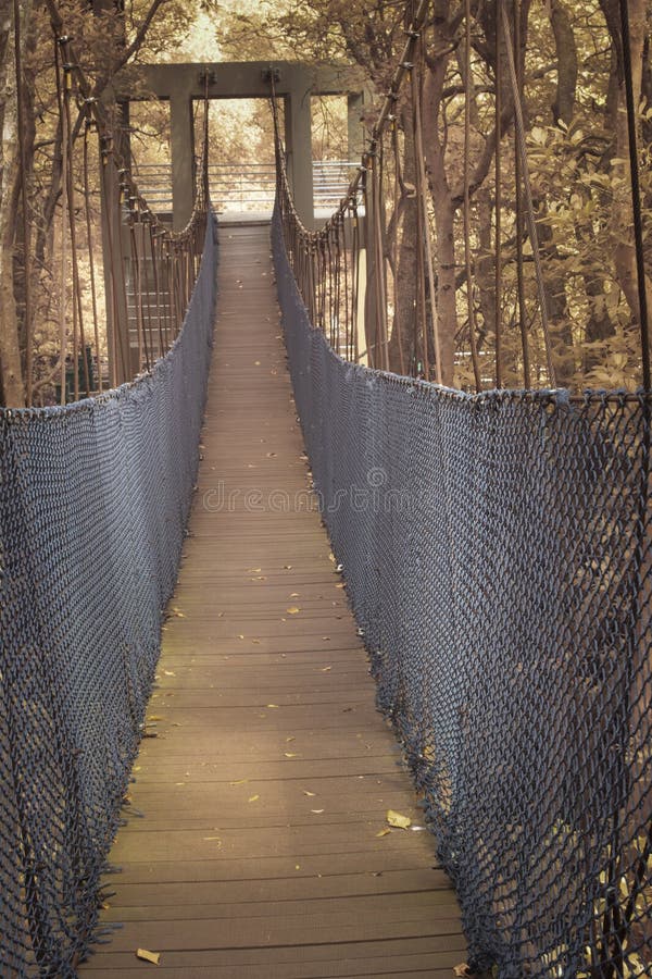 The Rickety Rope Bridge at the Mangrove Forest Stock Image - Image of ...