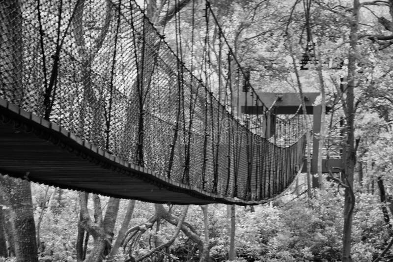 The Rickety Rope Bridge at the Mangrove Forest Stock Photo - Image of ...