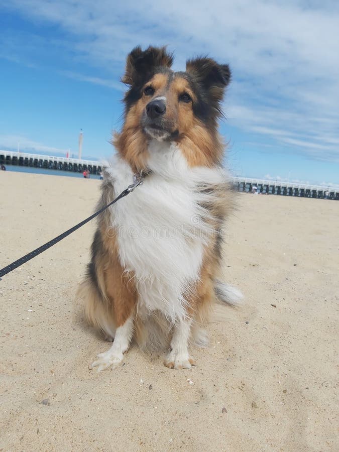 Ricky at sea stock image. Image of sheltie, ricky, animal - 255883901