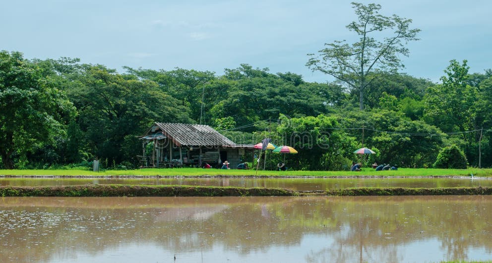 Ricw Field stock image. Image of life, asia, landscape - 145263223