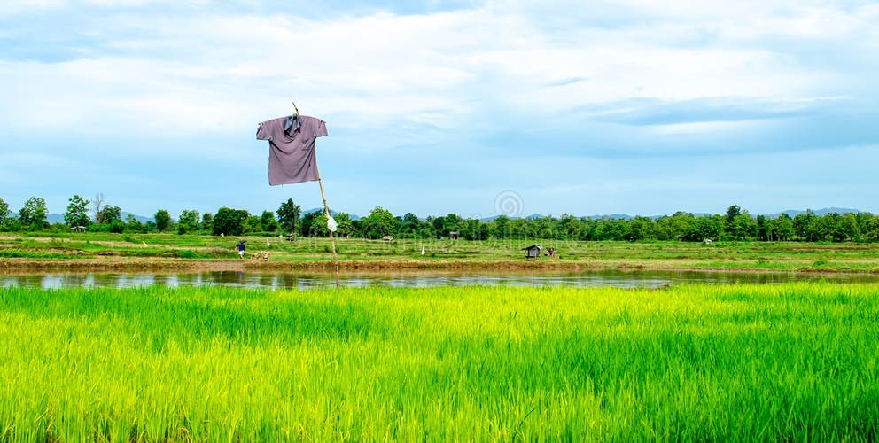 Ricw Field stock photo. Image of landscape, space, life - 145263224