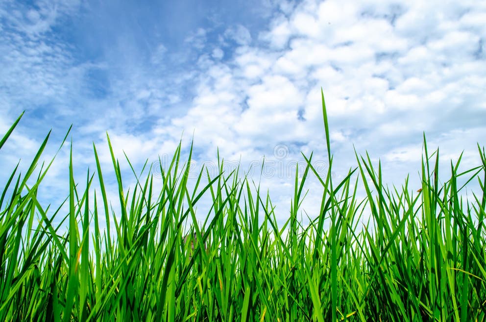 Ricw Field stock photo. Image of farm, leaf, outdoor - 145263230