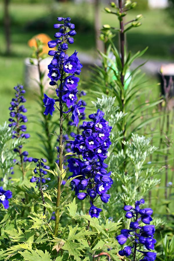 Lavendel op de rotstuin stock afbeelding. Image of rots - 19943953