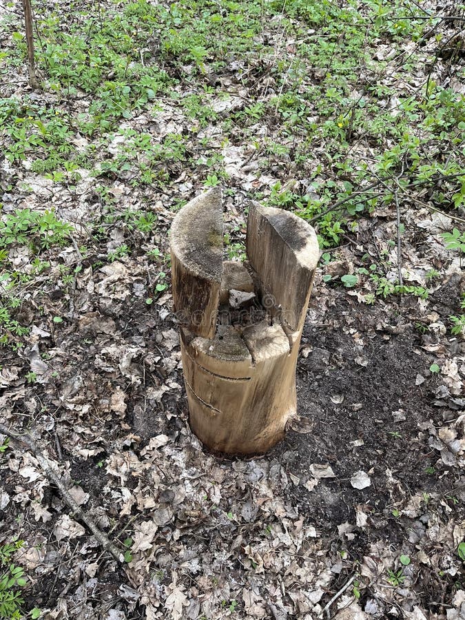 A Stump Found in the Forest Stock Image - Image of grave, yard: 391088039