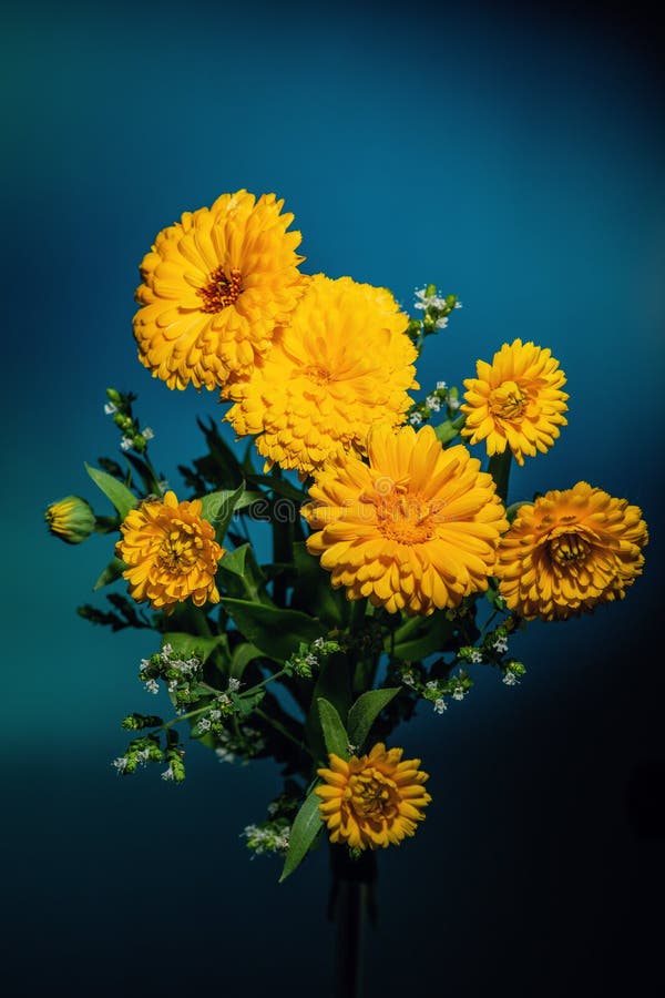 Riddles Bouquet on Blue Background Stock Image - Image of flower, multi ...