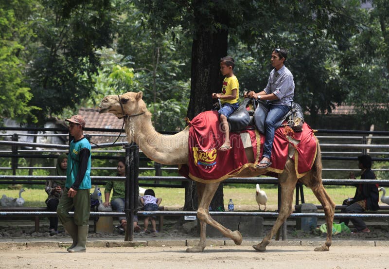 Ride camel editorial image. Image of indonesia, central - 38859830