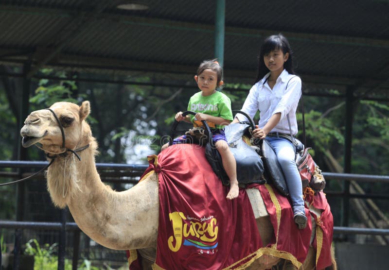 Ride camel editorial image. Image of recreation, central - 38859885