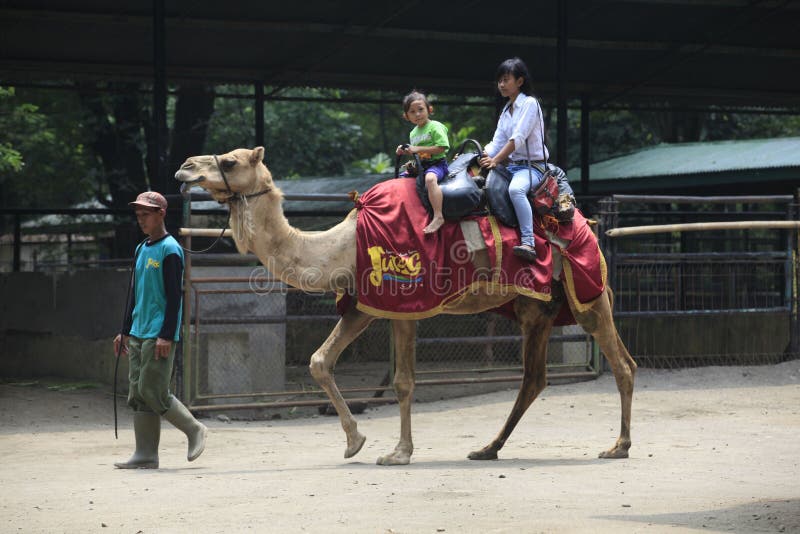 Ride camel editorial stock photo. Image of solo, indonesia - 38859908