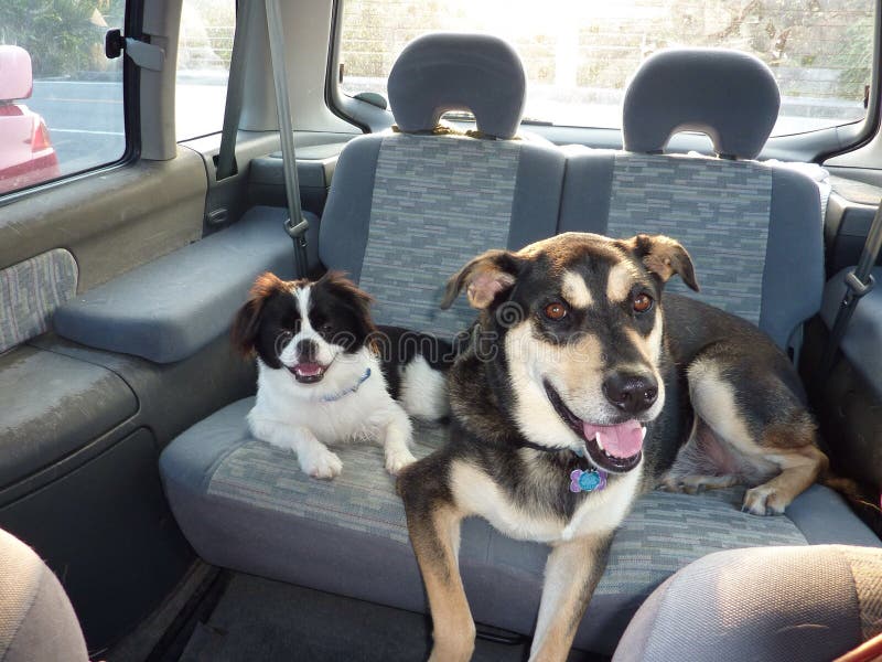 Ride a car stock photo. Image of love, dogs, enjoy, brothers - 48105040