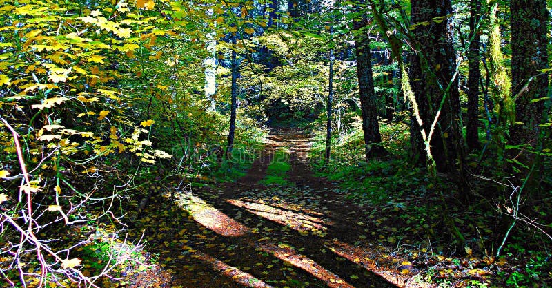 Ride through the Maple Woods Stock Image - Image of gold, leaves: 96863455