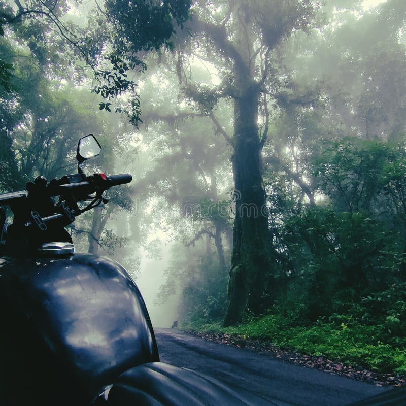 Ride a Motorbike in the Middle of the Ranu Pane Forest Stock Photo ...