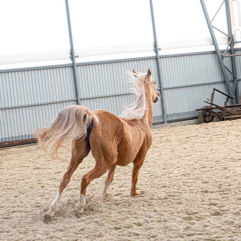 Ride Pony Red Color Running Stock Image - Image of happy, adult: 176031777