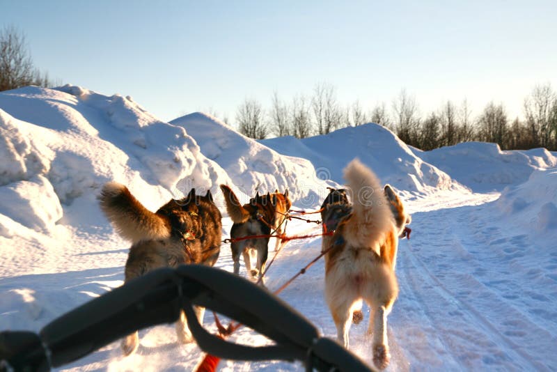 Ride a Siberian Husky in Husky Park , Murmansk Russia Stock Photo ...