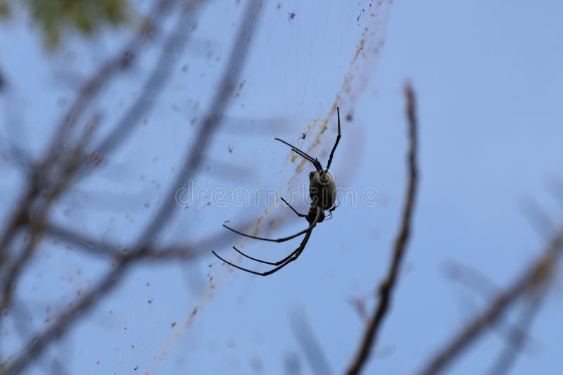 Ride the Spider stock image. Image of wildlife, twig - 281896903