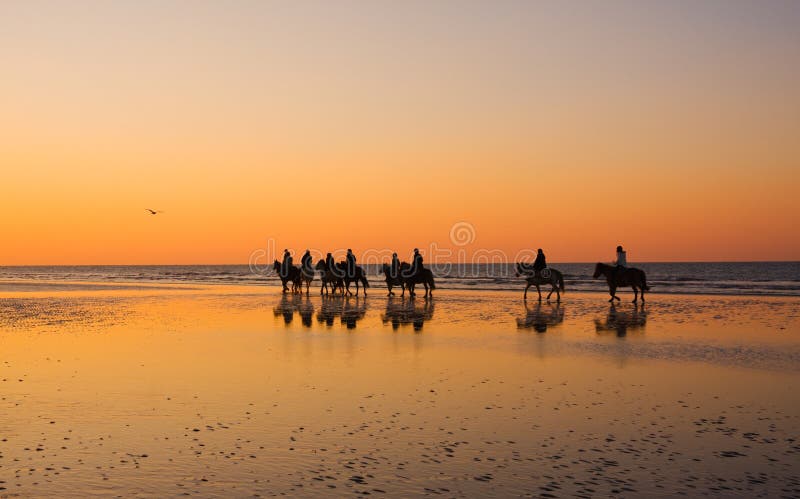 Ride at sunset stock image. Image of animal, coast, beach - 11905131