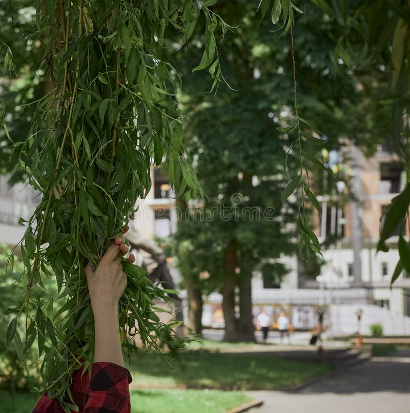 Ride on a Tree Branch. Hold on and Hang on a Tree Branch. Stock Photo ...