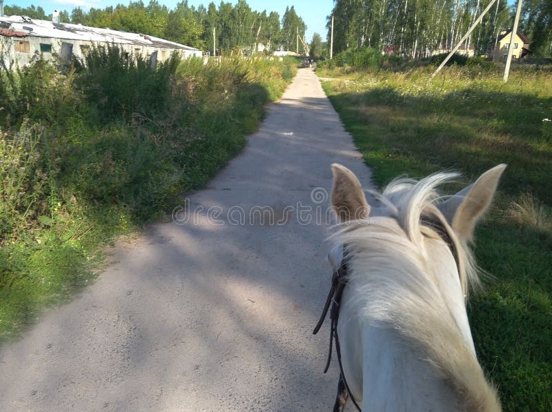 Ride on a White Horse the Rider Holds the Mane Riding Walk Stock Photo ...