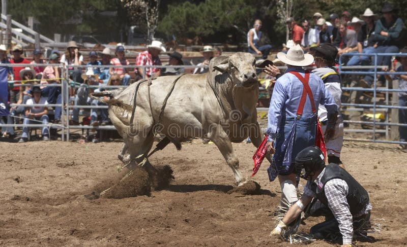Rodeo Rider stock photo. Image of falling, cowboy, horse - 375172