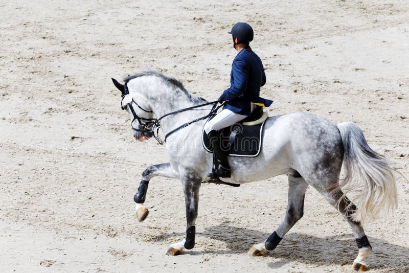 Lipizzaner Stallions Show editorial stock image. Image of rider - 6187019